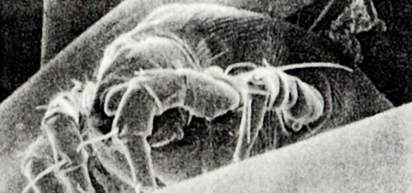 Milben - BIG POWER Schweiz